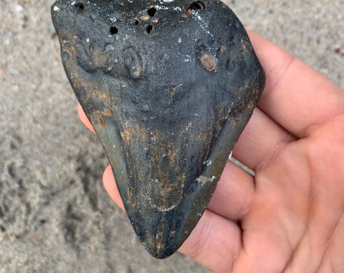 Megalodon Tooth - 4.05 Inches - Real Otodus Megalodon, Authentic Shark ...