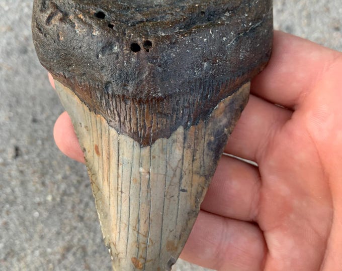 Megalodon Tooth - 4.2 Inches. Real Fossil Megalodon Shark Tooth ...