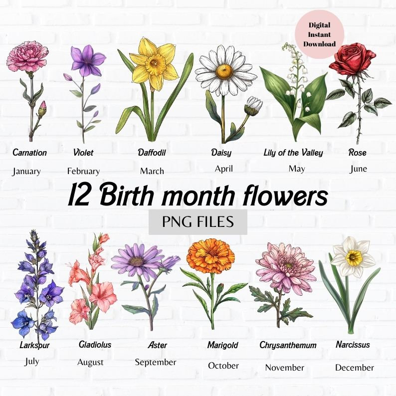 Handdrawn Birth Month Flower Clipart, Birth Month Flower Art ...
