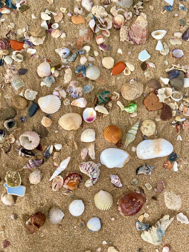 Photo of Colorful Seashells on a Sand Beach in Vietnam - Etsy