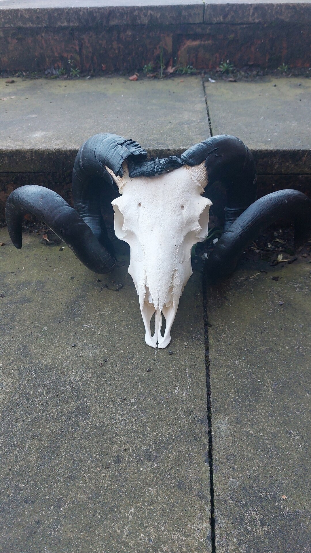 XXL Curly Jacob Ram Skull - Etsy