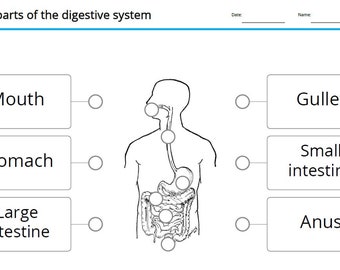 Classroom Poster - Biology - the Digestive System - 8.5 Inches Wide by ...