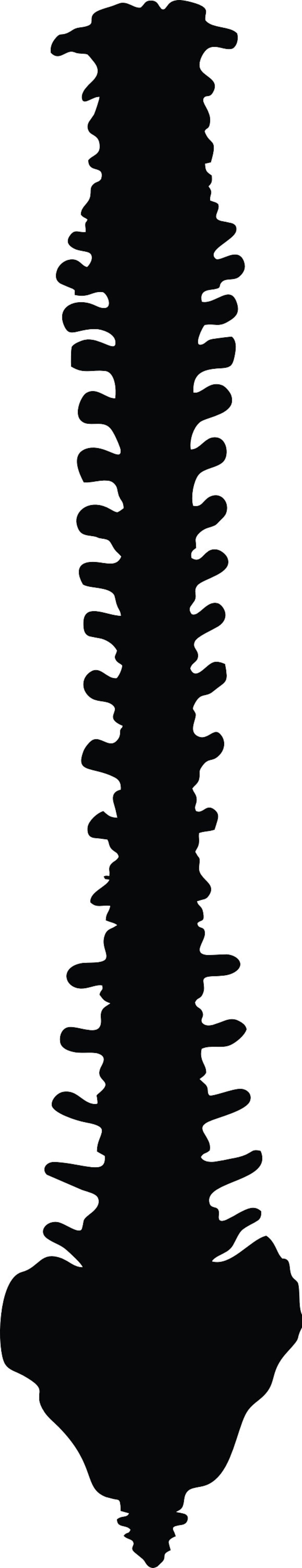 Spine SVG Human Spine SVG Bones Clip Art Files Cricut - Etsy Ireland