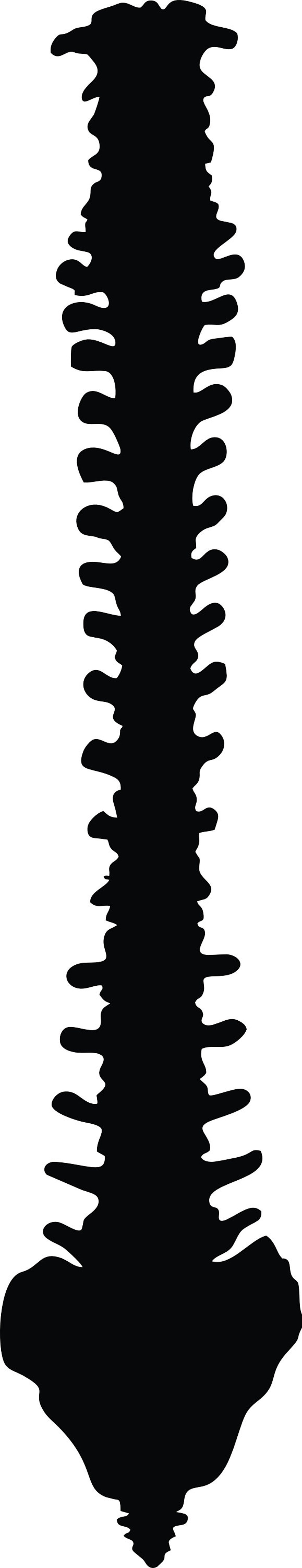 Spine SVG Human Spine SVG Bones Clip Art Files Cricut Silhouette ...