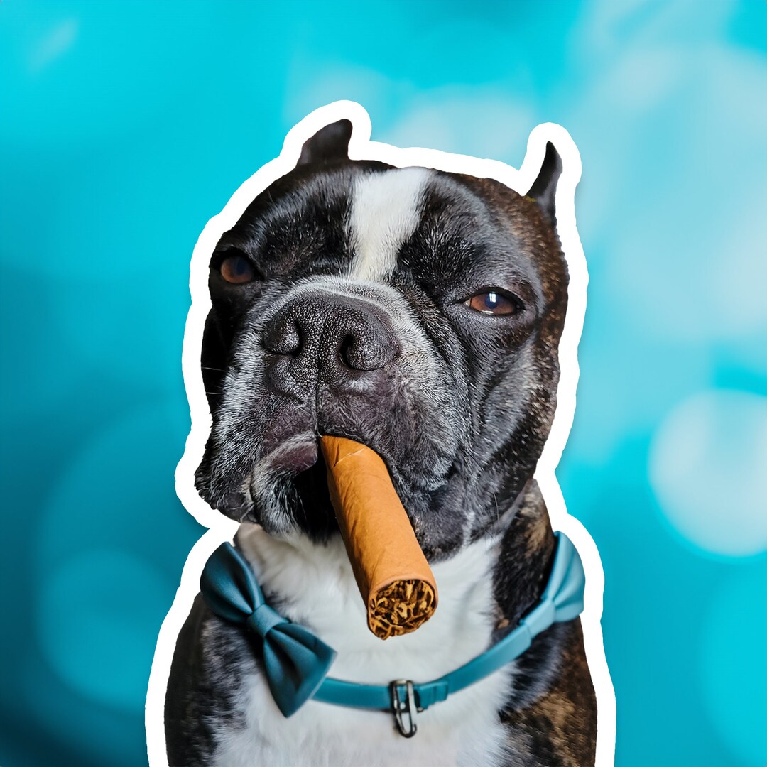 Funny Boston Terrier Smoking Cigar Sticker | Hilarious Dog Adorable Glossy Vinyl Sticker Perfect ...