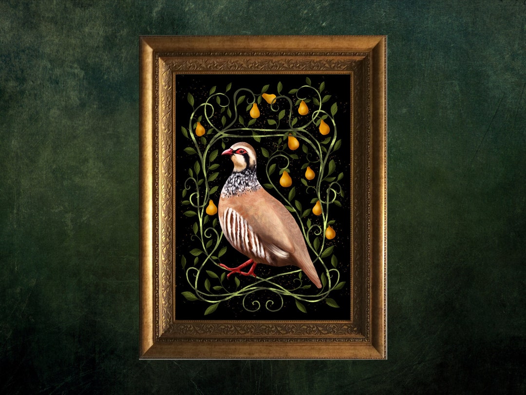 Partridge in a Pear Tree Fine Art Print, Partridge Bird Illustration ...