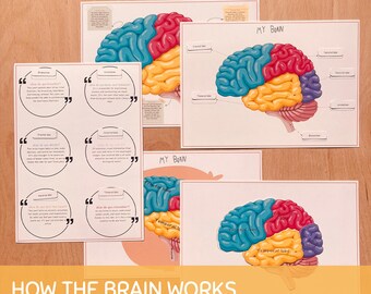 Human Brain Anatomy, Brain Parts Matching, Printable Preschool Science ...
