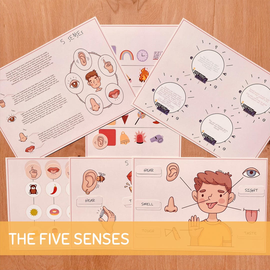 Five Senses Sorting Activity Printable, 5 Senses Sorting, Homeschool ...