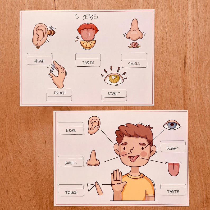 Five Senses Sorting Activity Printable, 5 Senses Sorting, Homeschool ...
