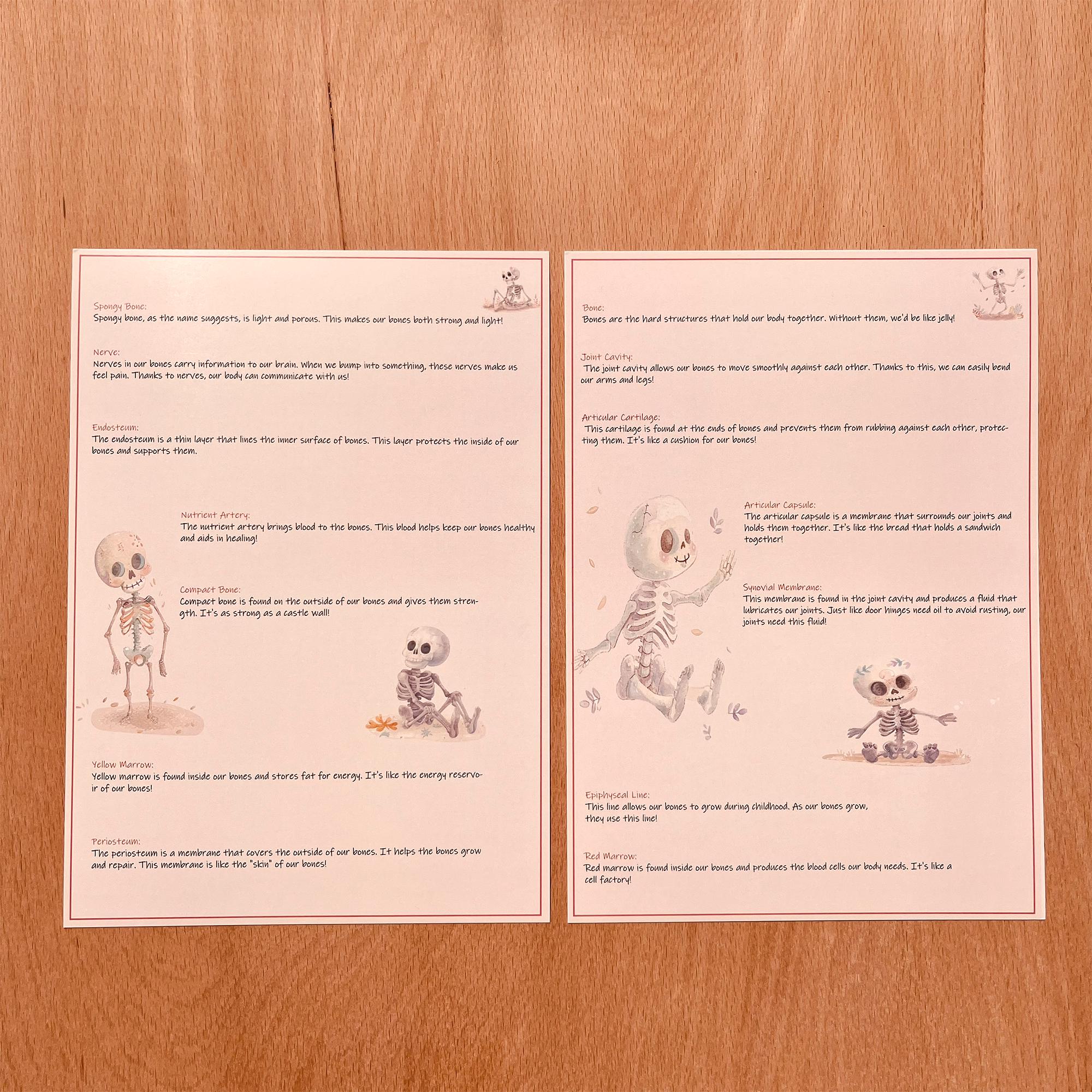 Skeleton Anatomy Activity, Printable Human Bones Lesson, Kids Anatomy ...