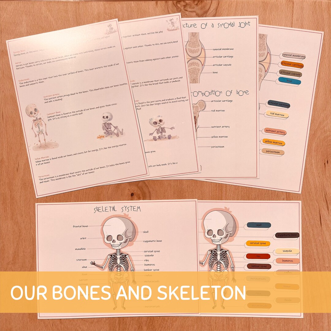 Skeleton Anatomy Activity, Printable Human Bones Lesson, Kids Anatomy ...