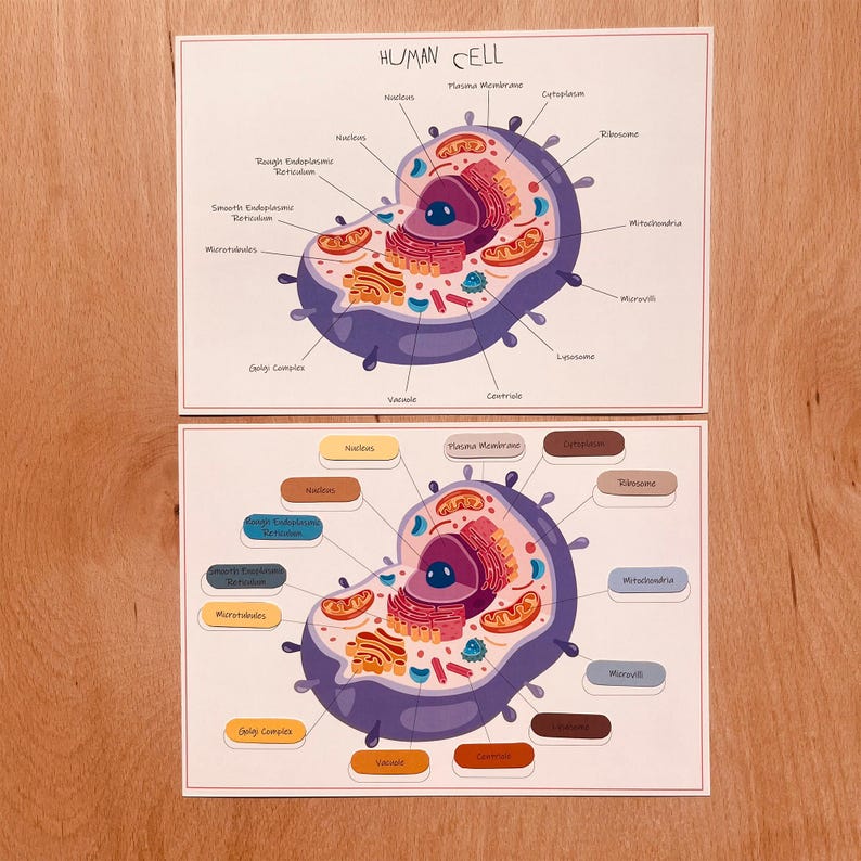 Human Cell Anatomy Activity: Montessori Homeschool Printable (PDF) - Etsy