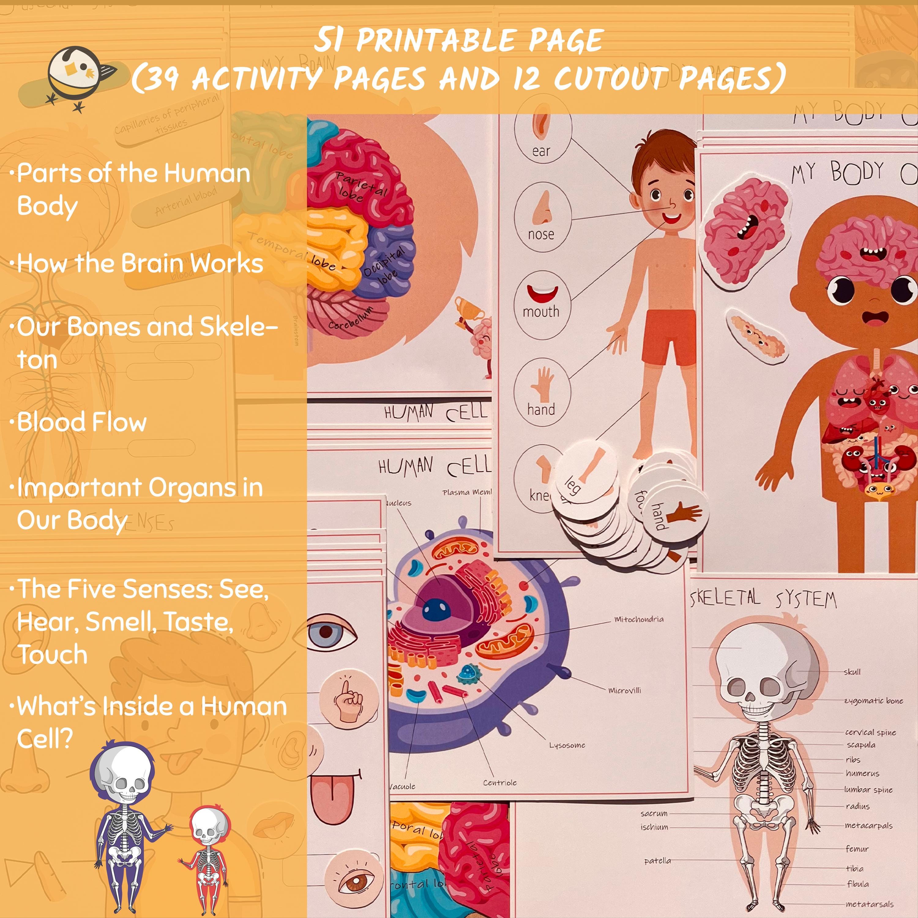 Human Anatomy Busy Book: Body Systems Activities (PDF) - Etsy