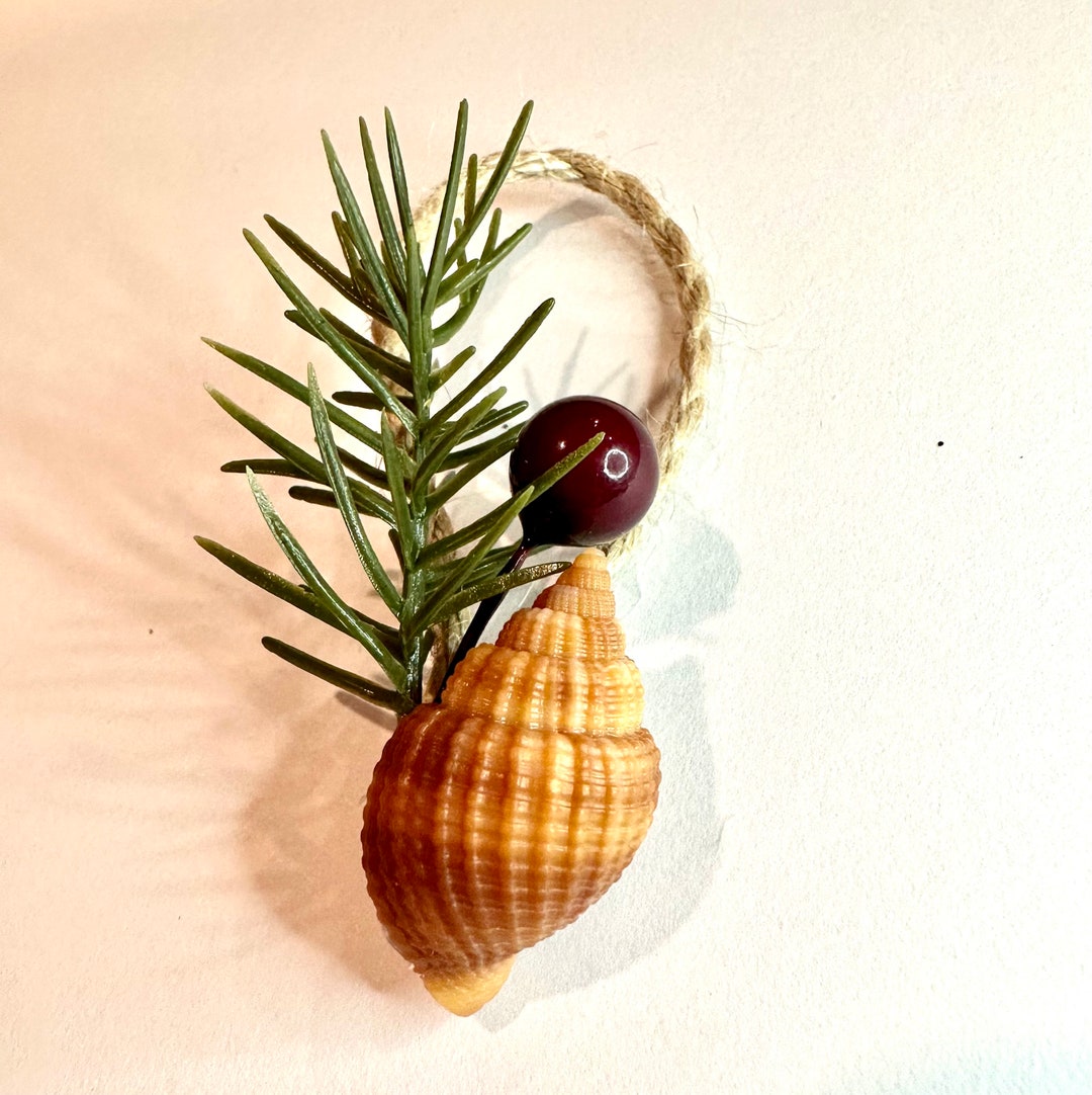 Nutmeg Shell Ornament - Etsy