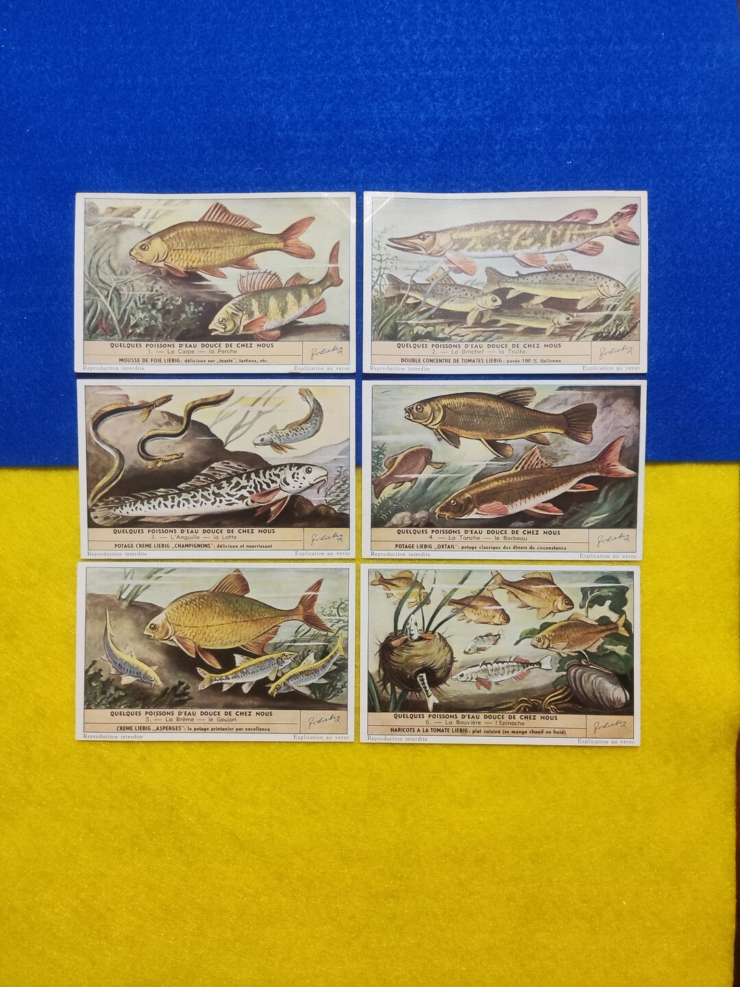 Fresh Water Fish Pike Trout Duce Bream Goujon Leibig Meat Cards Set of ...