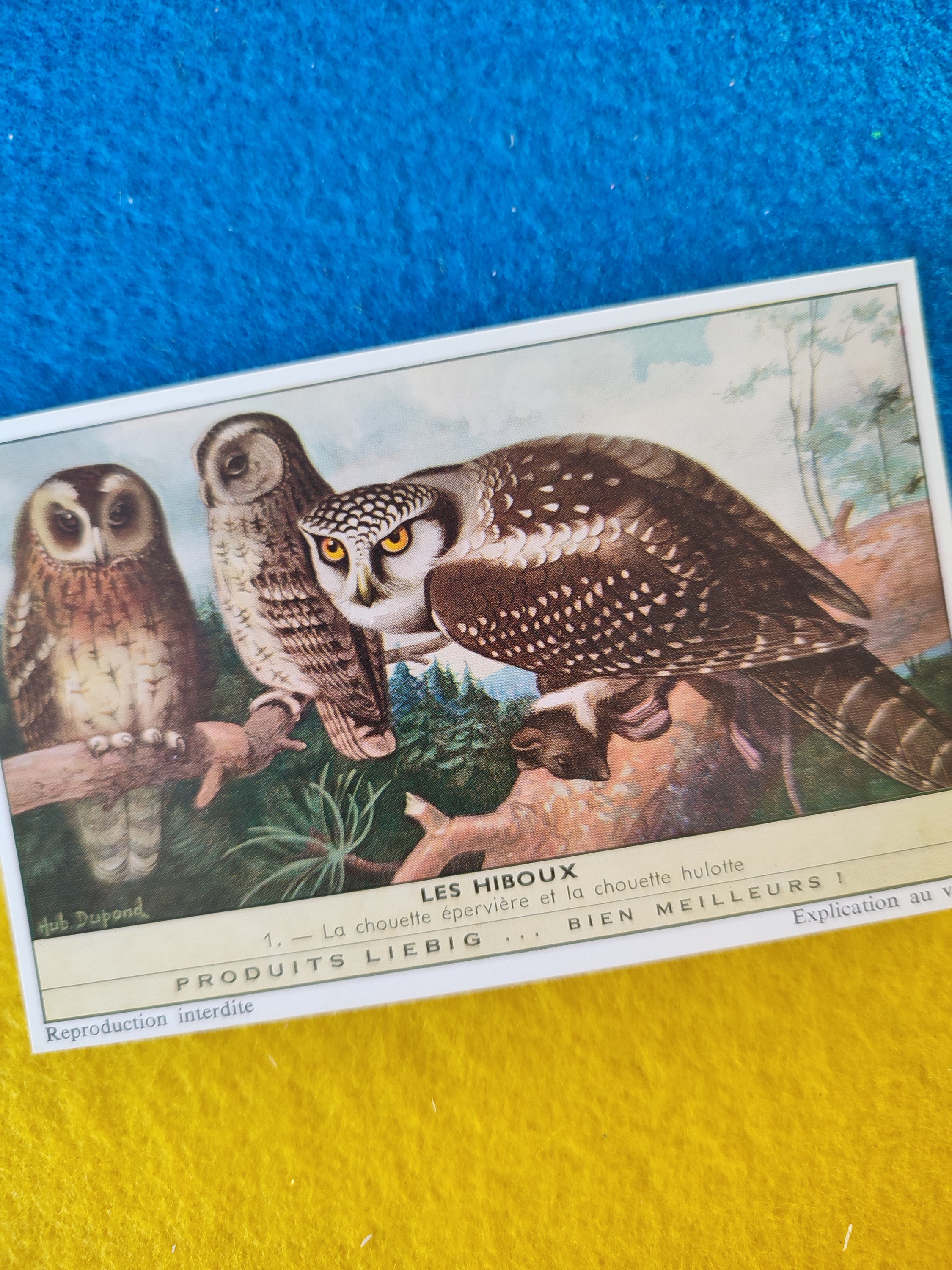 OWLS Owl Breeds Types Bird Birds Liebig Meat Cards Set of 6 French ...