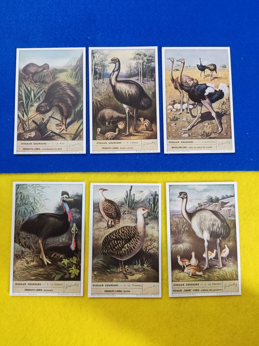 Charles-joseph Birds That Cannot Fly Meat Cards Set of 6 - Etsy
