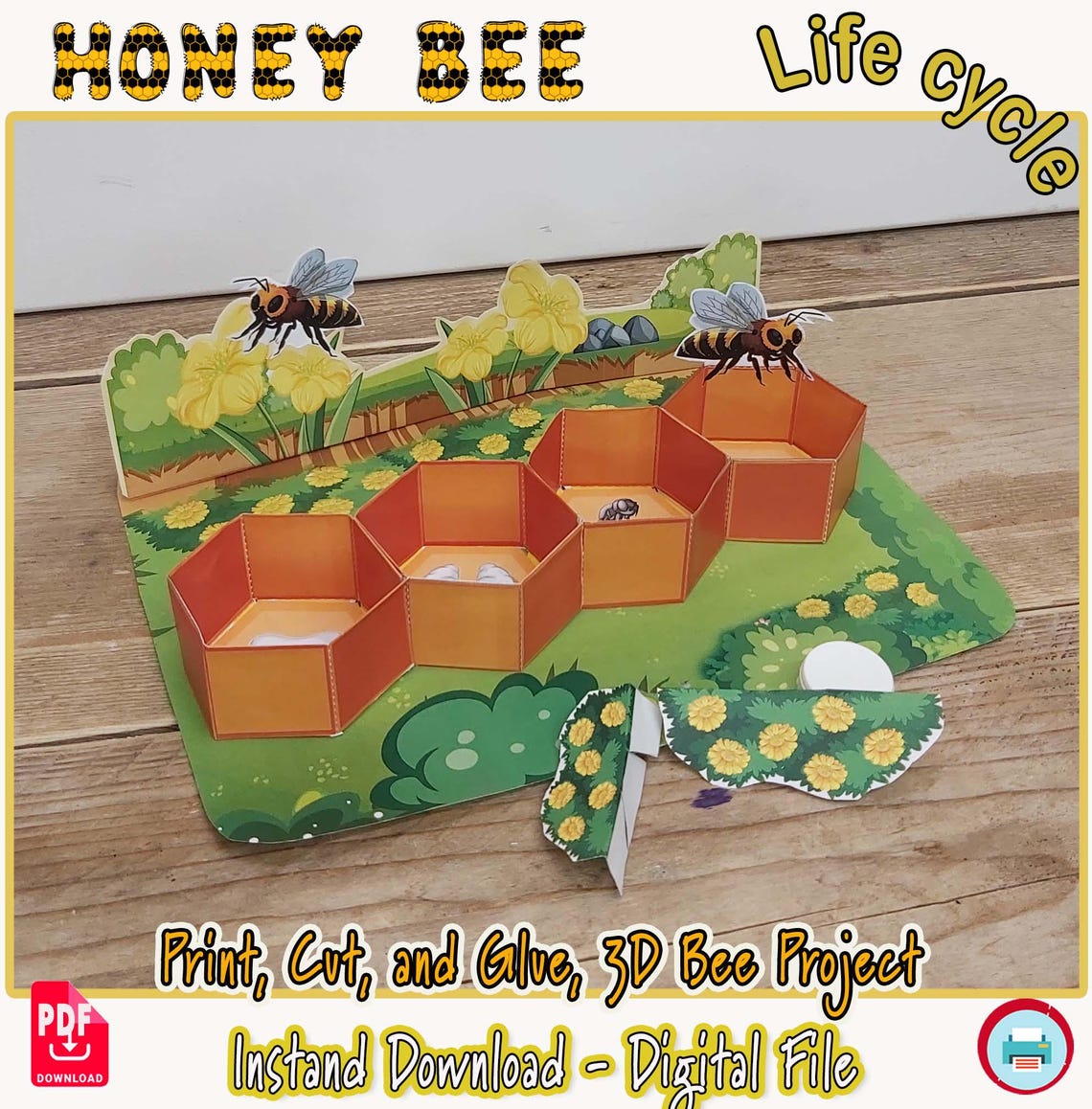 Honey Bee Life Cycle, Bee Life Cycle Diagram, Bee Classroom Decorations ...