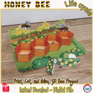 Honey Bee Life Cycle, Bee Life Cycle Diagram, Bee Classroom Decorations ...
