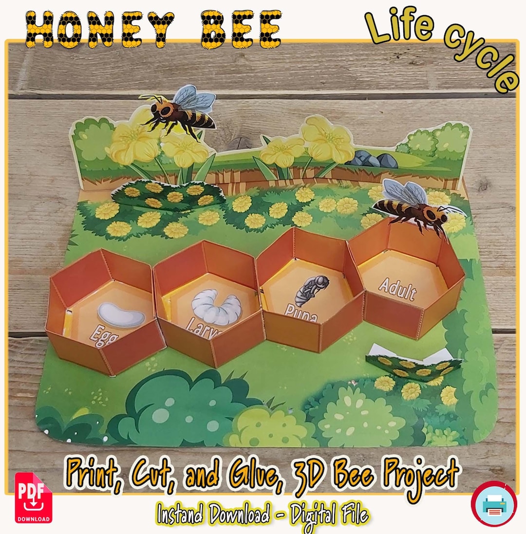 Honey Bee Life Cycle, Bee Life Cycle Diagram, Bee Classroom Decorations ...