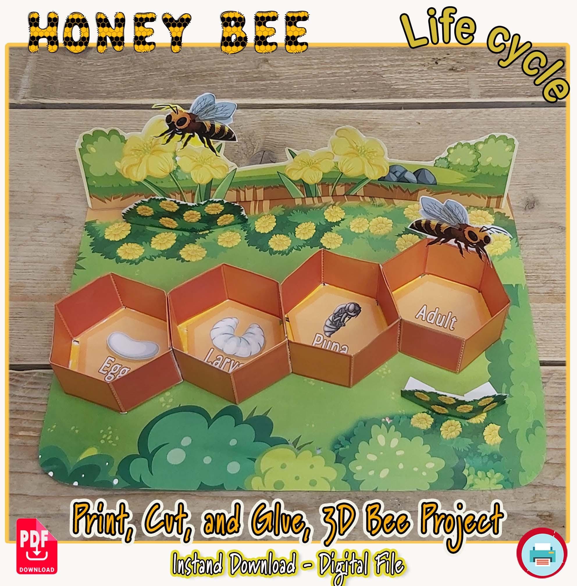 Honey Bee Life Cycle Diorama, Printable Paper Craft (PDF) - Etsy