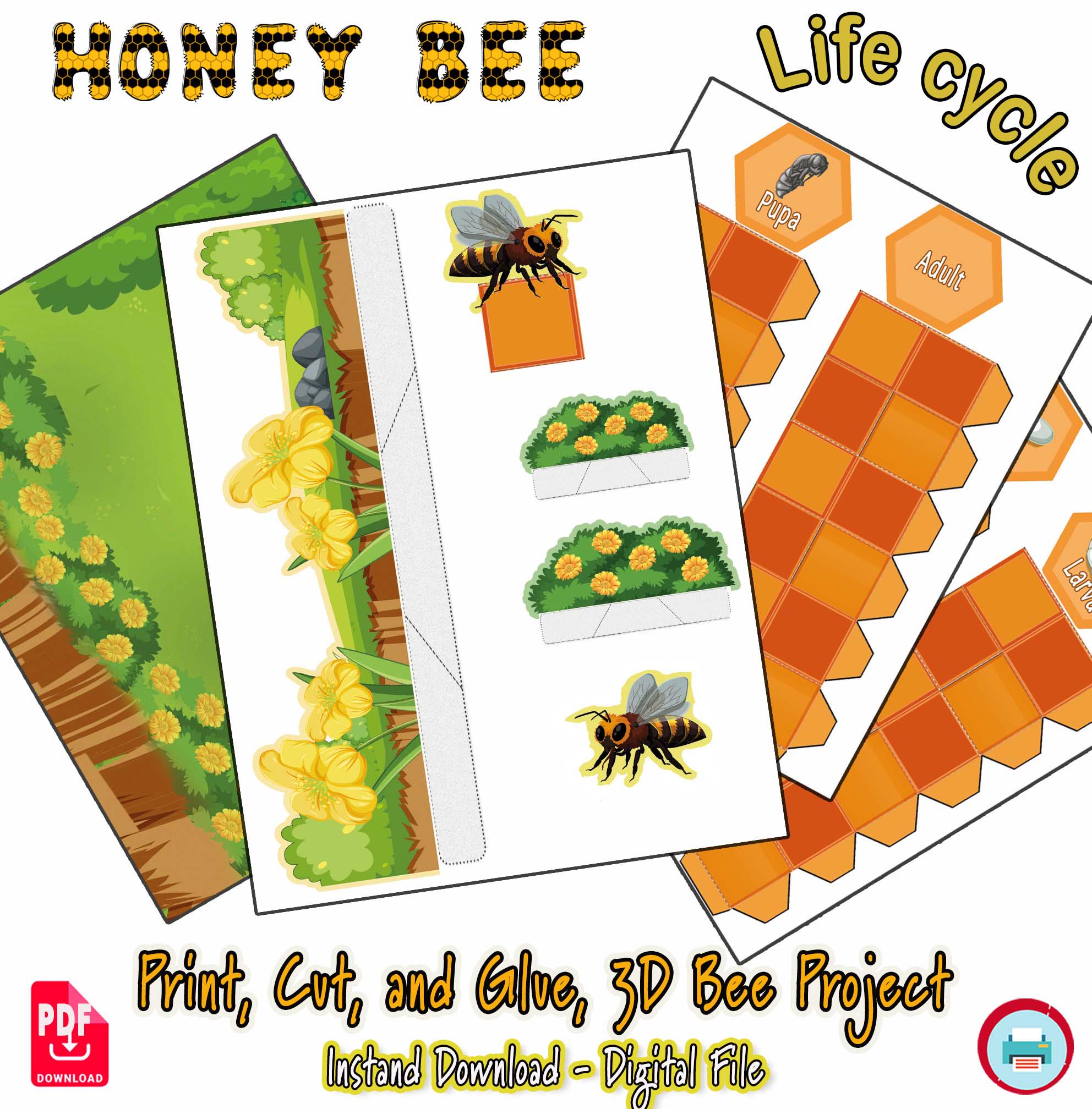 Honey Bee Life Cycle, Bee Life Cycle Diagram, Bee Classroom Decorations ...