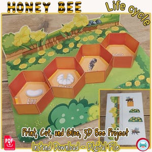 Honey Bee Life Cycle, Bee Life Cycle Diagram, Bee Classroom Decorations ...