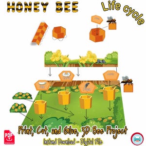Honey Bee Life Cycle, Bee Life Cycle Diagram, Bee Classroom Decorations ...