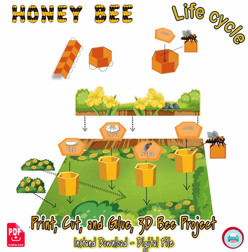 Honey Bee Life Cycle Diorama, Printable Paper Craft (PDF) - Etsy