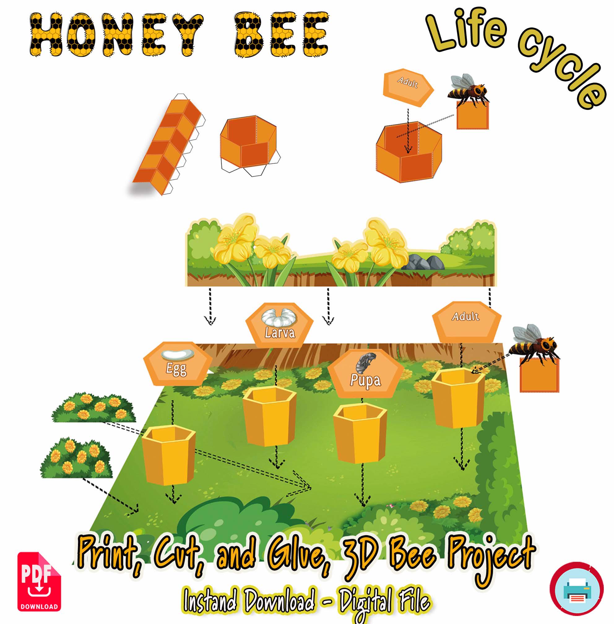 Honey Bee Life Cycle, Bee Life Cycle Diagram, Bee Classroom Decorations ...
