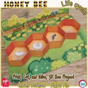 Honey Bee Life Cycle Diorama, Printable Paper Craft (PDF) - Etsy