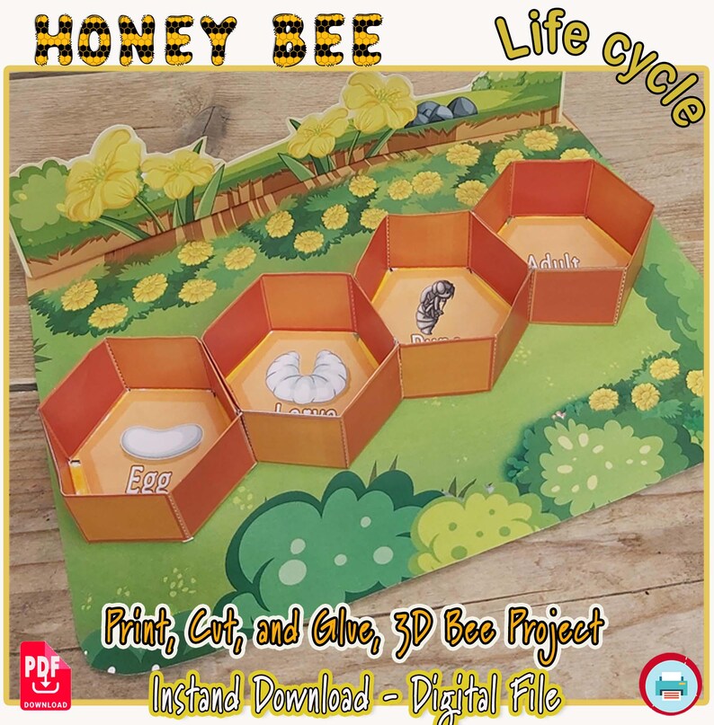 Honey Bee Life Cycle Diorama, Printable Paper Craft (PDF) - Etsy