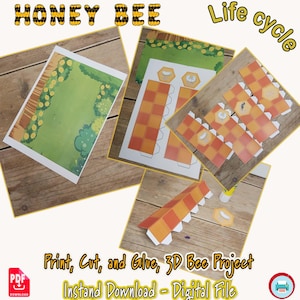Honey Bee Life Cycle, Bee Life Cycle Diagram, Bee Classroom Decorations ...