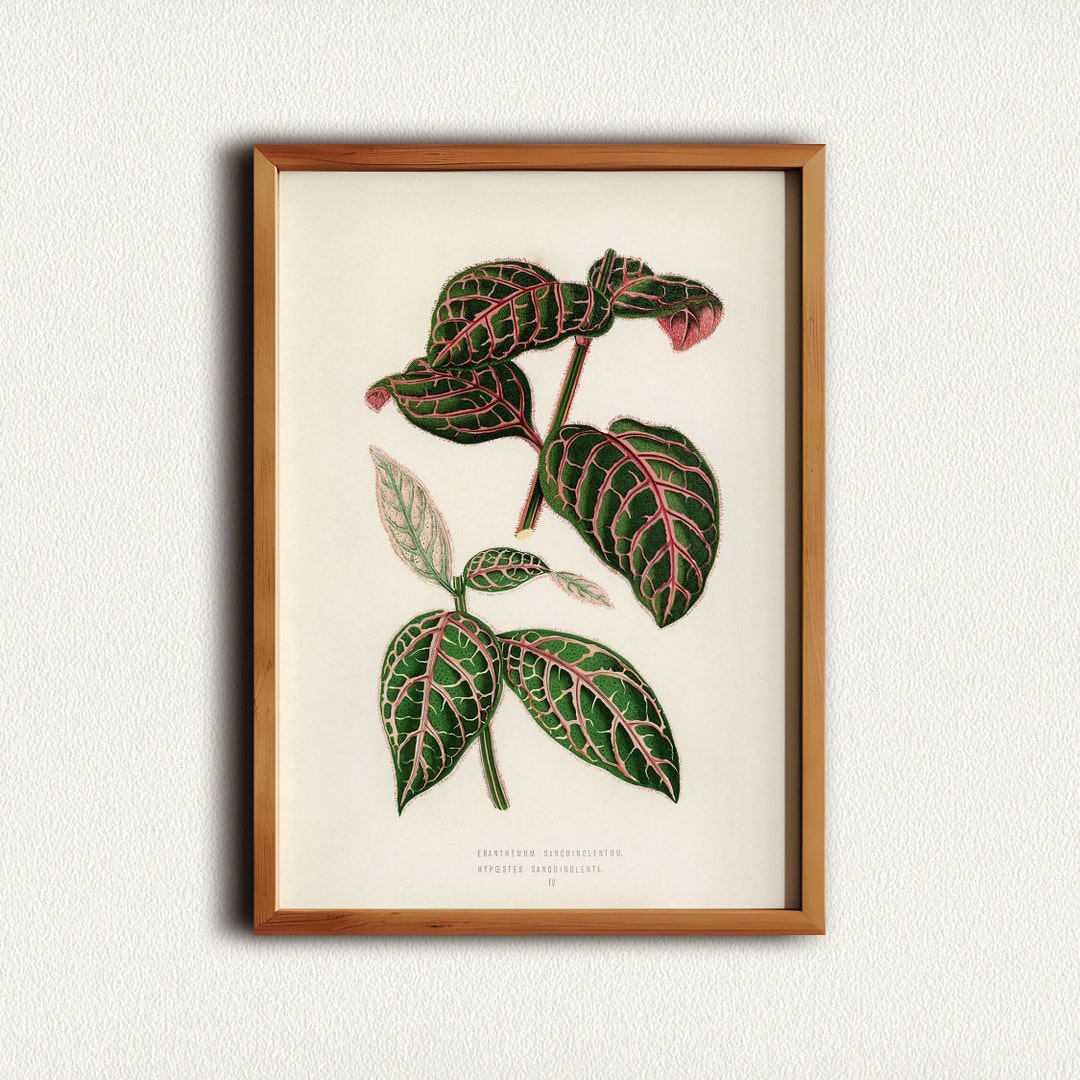 Plant Wall Art, Plant Prints, Floral Gallery Wall Art, Botanical ...
