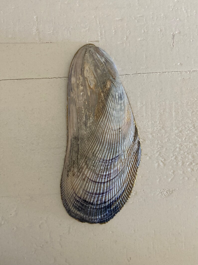 MERMAID MANDALA Mussel Shell Ring Dish, Jewelry Trinket Dish, Mussel ...