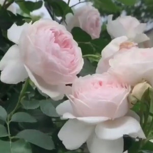 Rose Parfuma Earth Angle Bush Live Plant With Flower Buds or Blooming ...