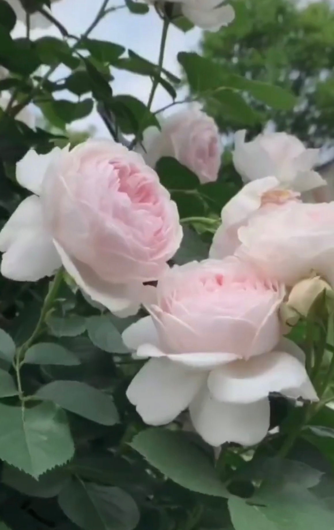 Rose Parfuma Earth Angle Bush Live Plant With Flower Buds or Blooming ...