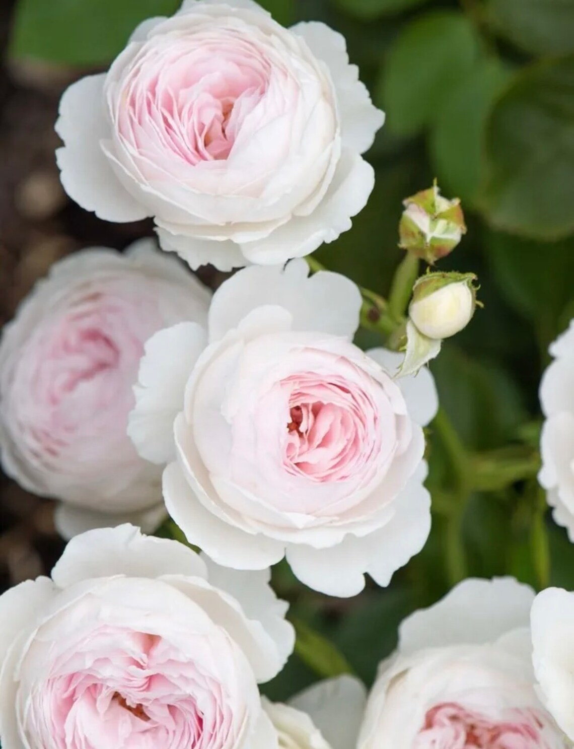 Rose Parfuma Earth Angle Bush Live Plant With Flower Buds or Blooming ...