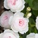 Rose Parfuma Earth Angle Bush Live Plant With Flower Buds or Blooming ...