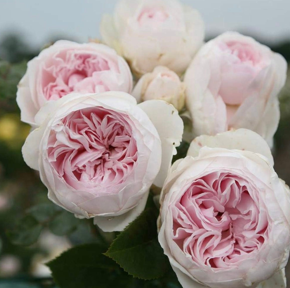 Rose Parfuma Earth Angle Bush Live Plant With Flower Buds or Blooming ...