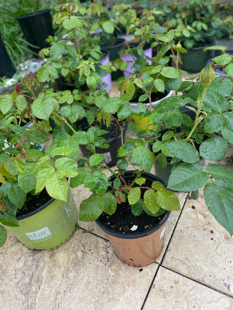 Rose Parfuma Earth Angle Bush Live Plant With Flower Buds or Blooming ...