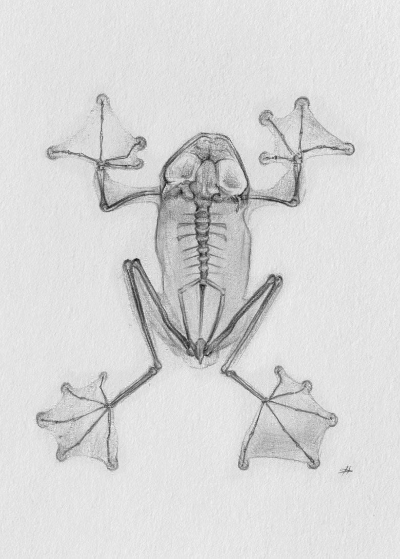 Frog X-ray Drawing - Framed 5x7 Print - Etsy