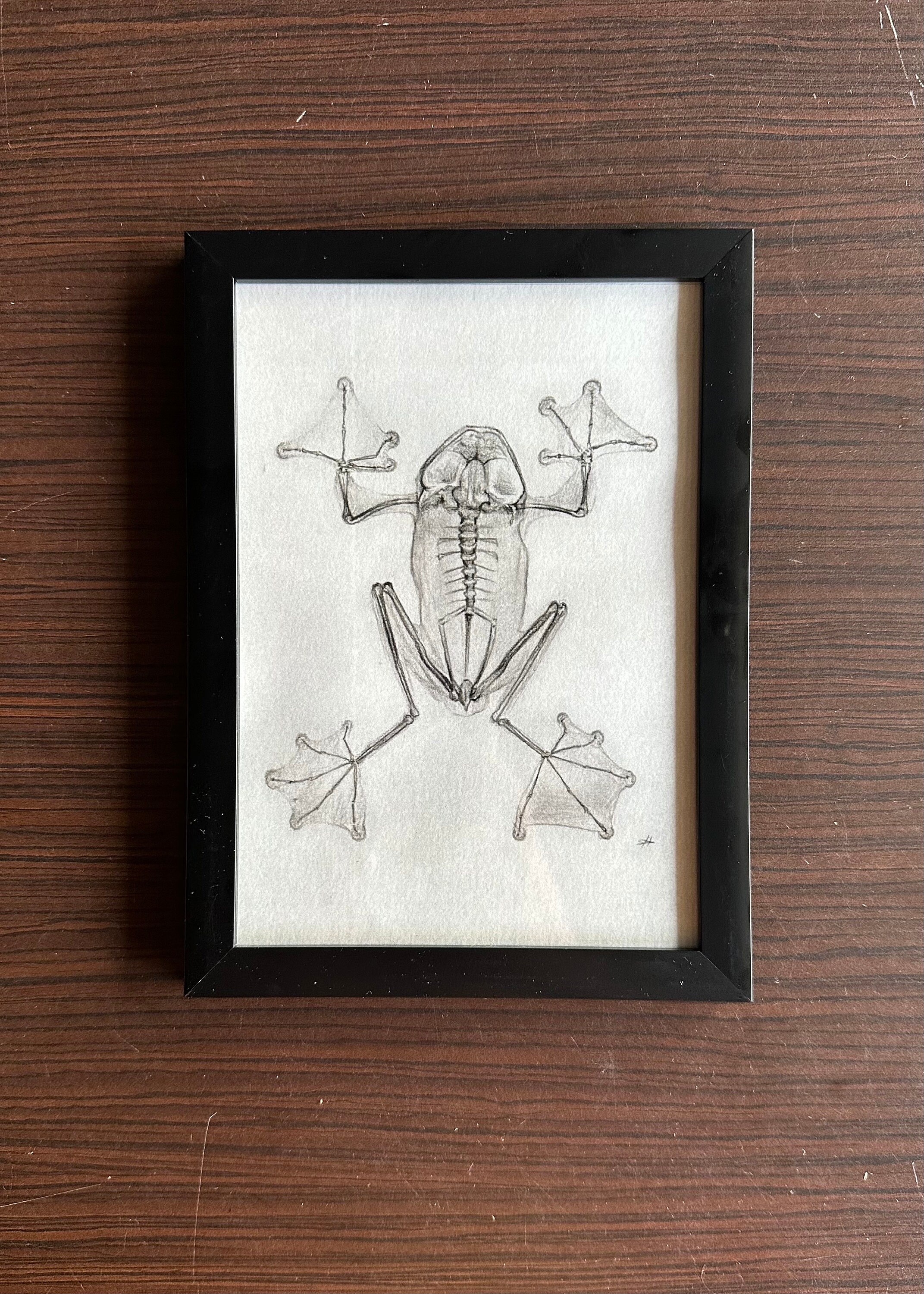 Frog X-ray Drawing - Framed 5x7 Print - Etsy
