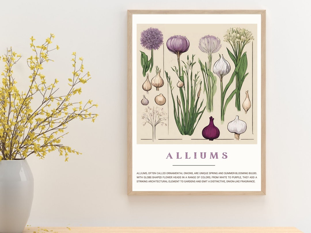 Allium Print Allium Poster Allium Wall Decor Alliums Wall - Etsy