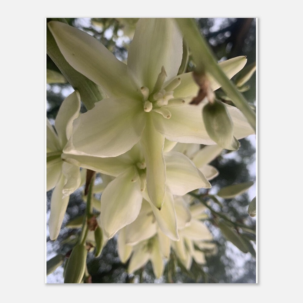 Yucca White Garden Flower Photography Premium Matte Paper Poster Art ...