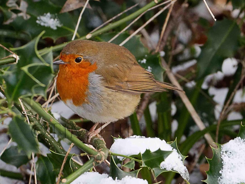 Robin Bird Printable Photo Digital Photography Instant Download Birds ...