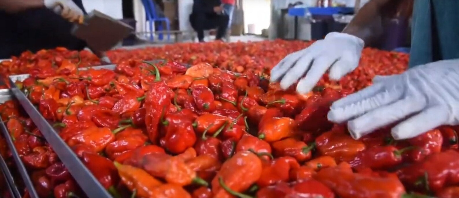 Worlds Hottest Chili | Ghost Chili | Indian King Chilli | Bhoot Jolokia ...