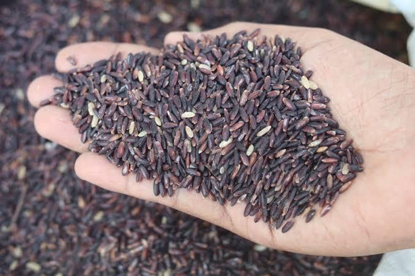 Exotic Rice Variety Package Includes Black Rice, Aromatic Joha Rice ...