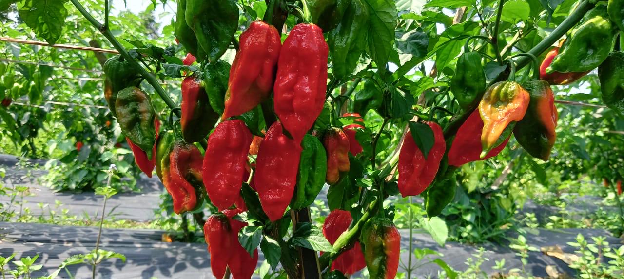 Worlds Hottest Chili Ghost Chili Indian King Chilli Bhoot Jolokia Free ...
