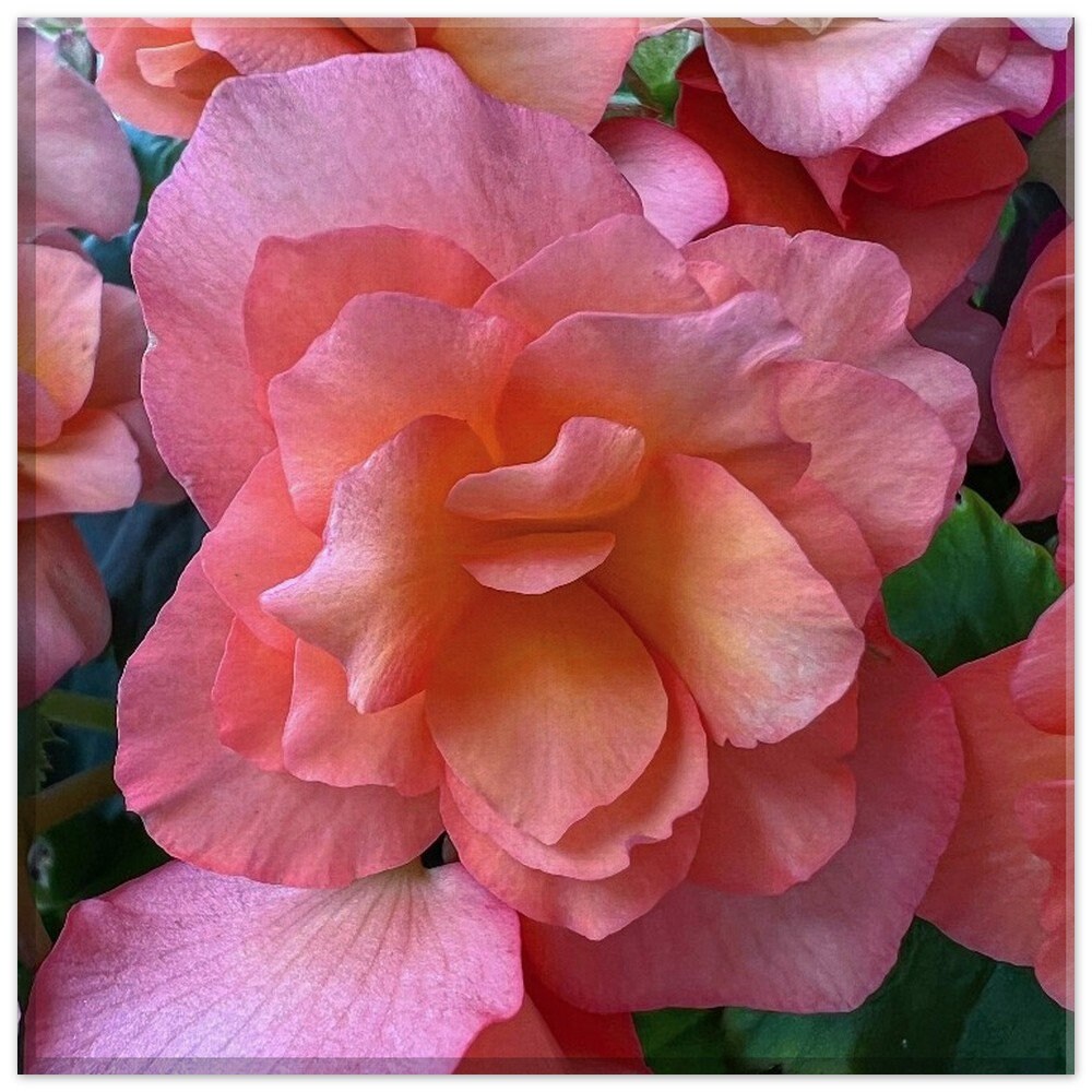 Begonia Photograph Canvas Print - Etsy